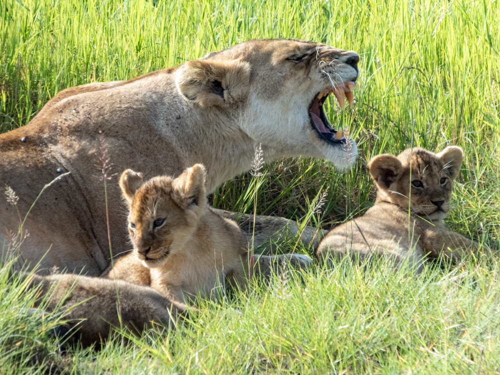 In Search of the Leopard - Focus By Henderson